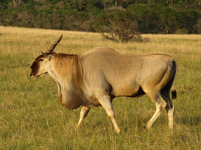 Antilopa losí, informace o safari v Africe | CK Mundo